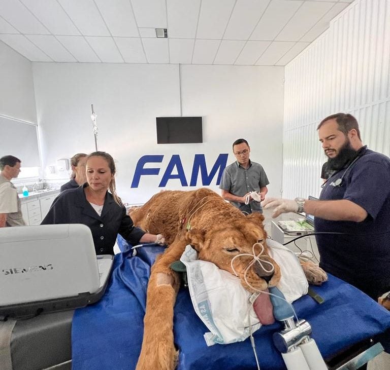Um dia de muito carinho e cuidados. - FAM – Faculdade de Americana